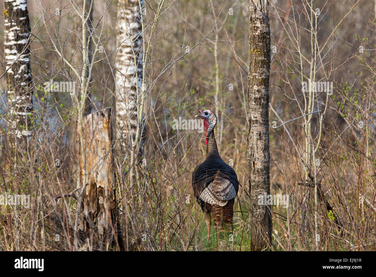 Eastern wild turkey - male Stock Photo - Alamy