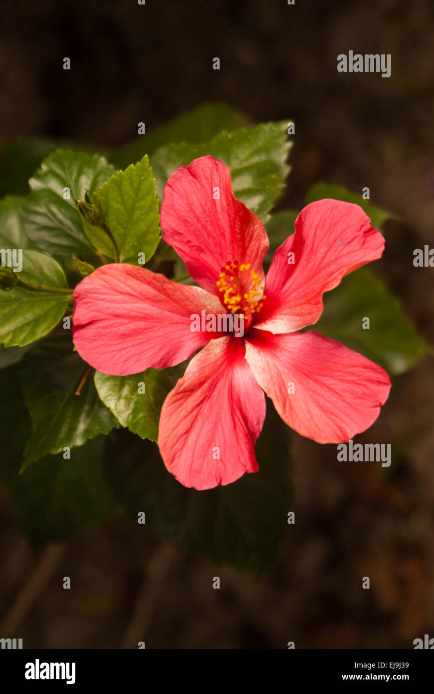 Red flower mexico hi-res stock photography and images - Alamy