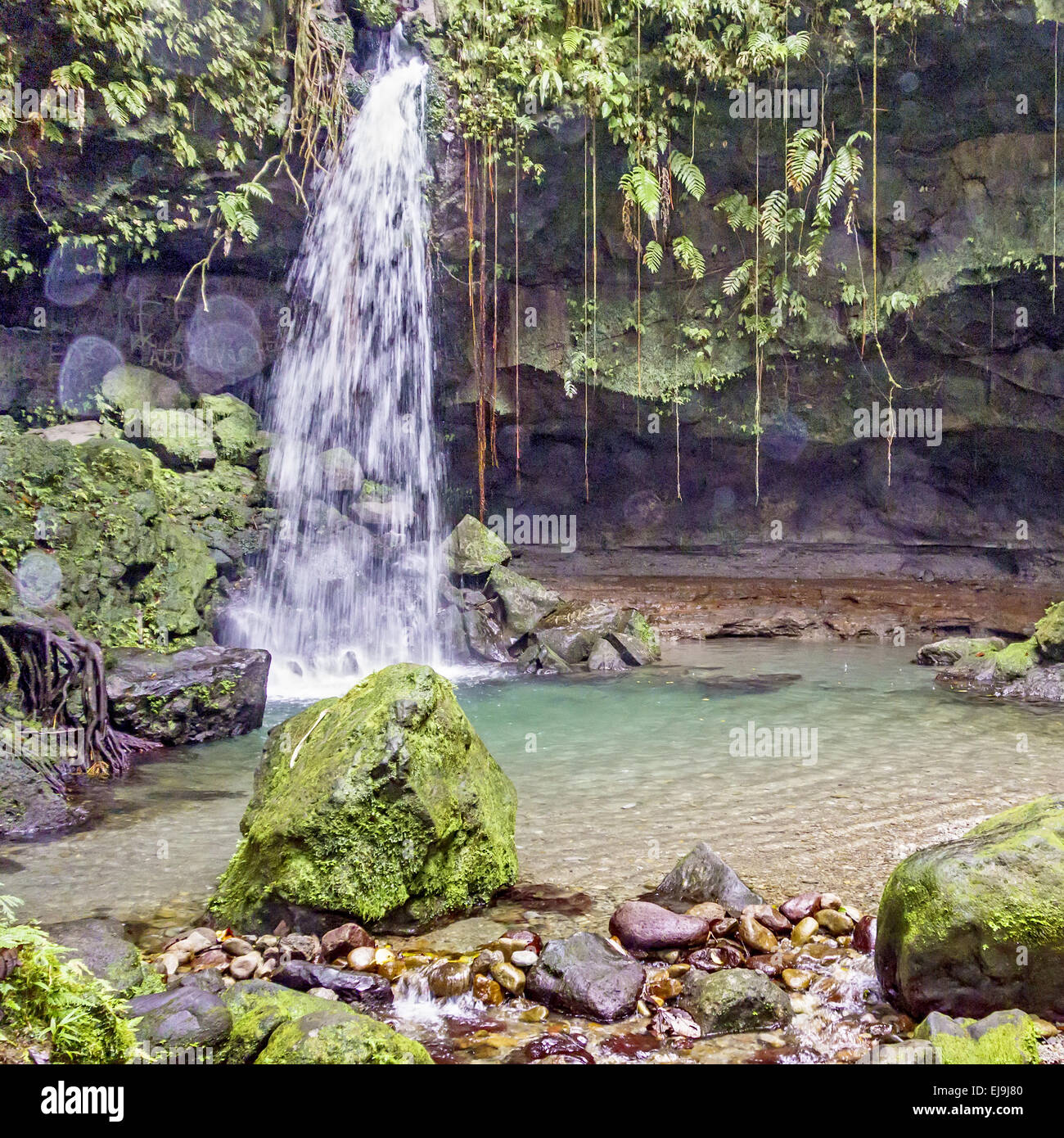 The Emerald Pool Dominica West Indies Stock Photo - Alamy