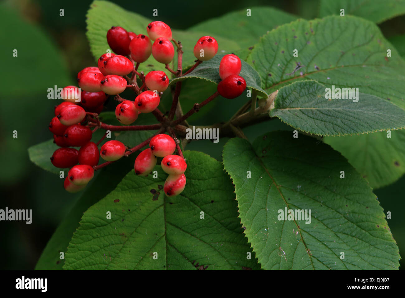 Wayfaring tree, Viburnum lantana Stock Photo - Alamy