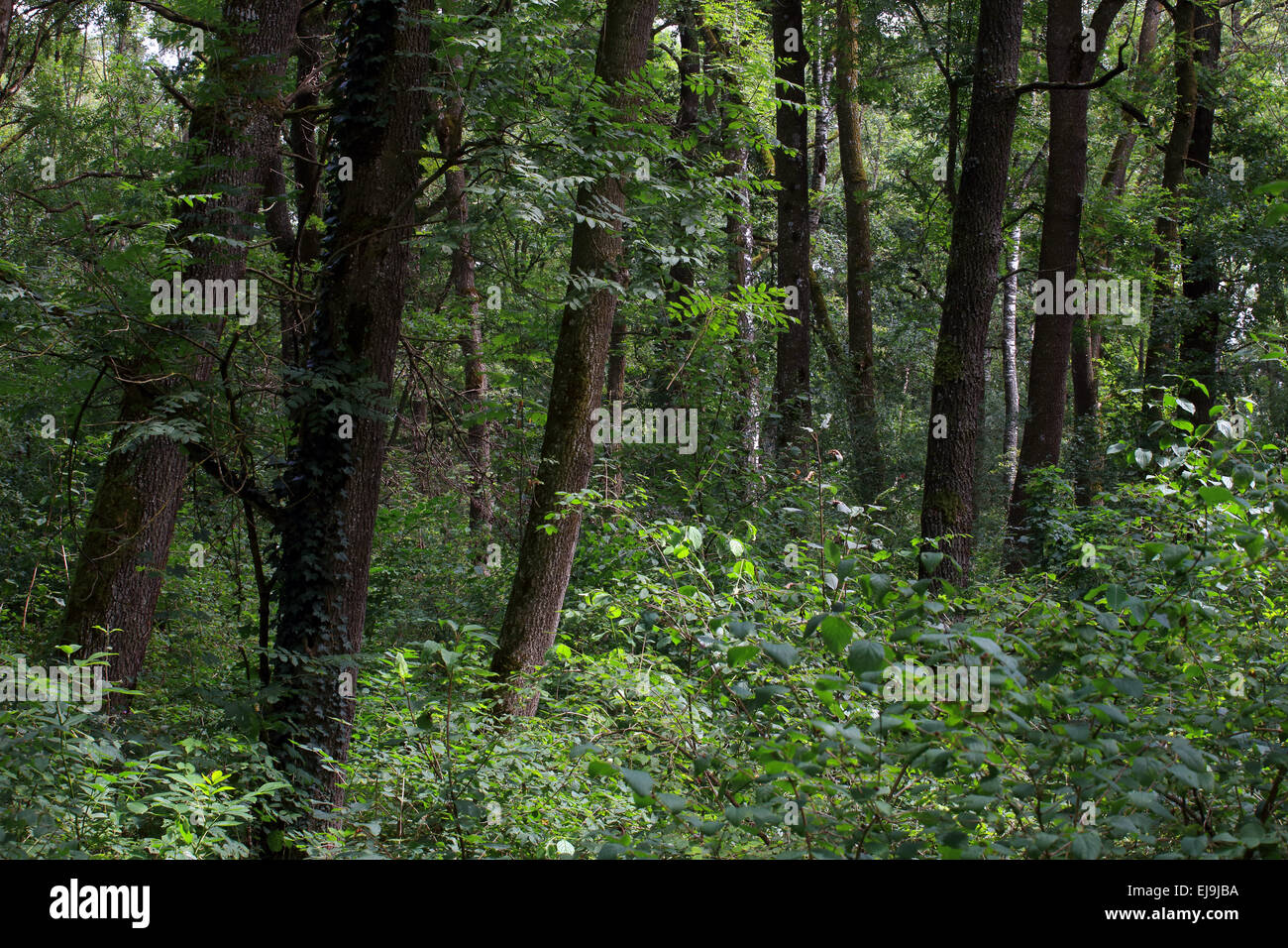 Danube floodplain forest, Germany, Bavaria Stock Photo - Alamy