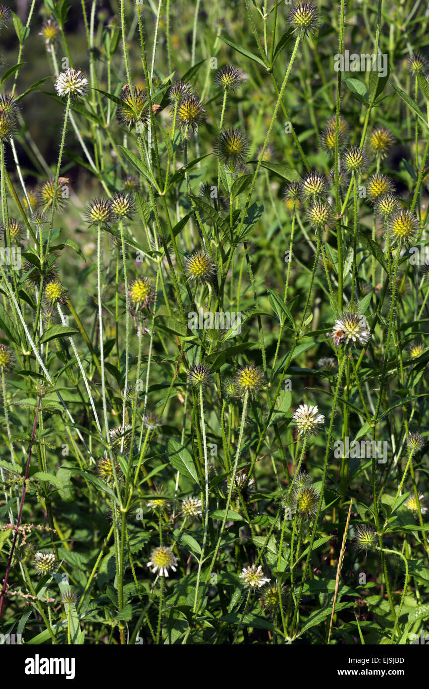 Slim teasel, Dipsacus strigosus Stock Photo - Alamy