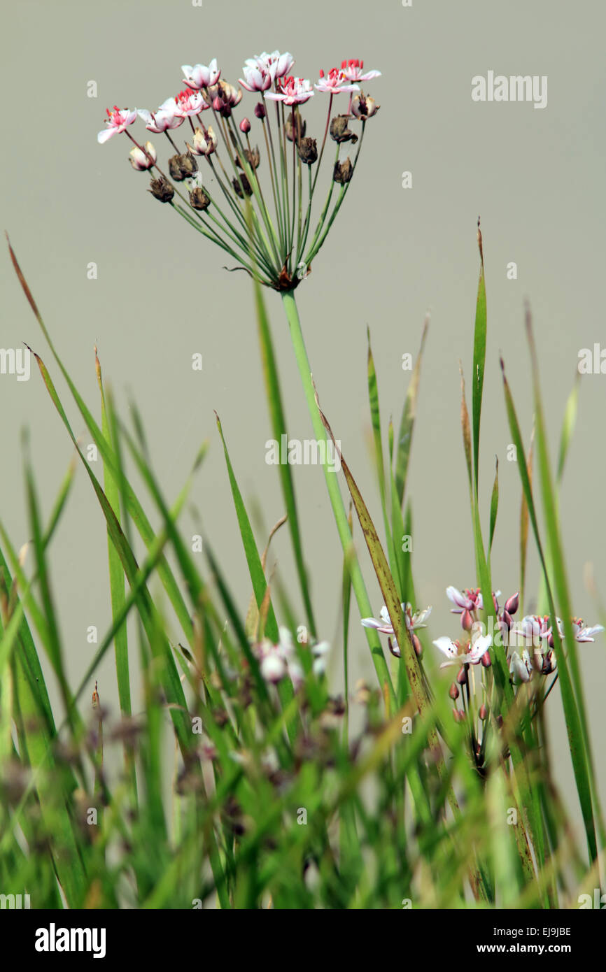 Flowering rush, Butomus umbellatus Stock Photo - Alamy