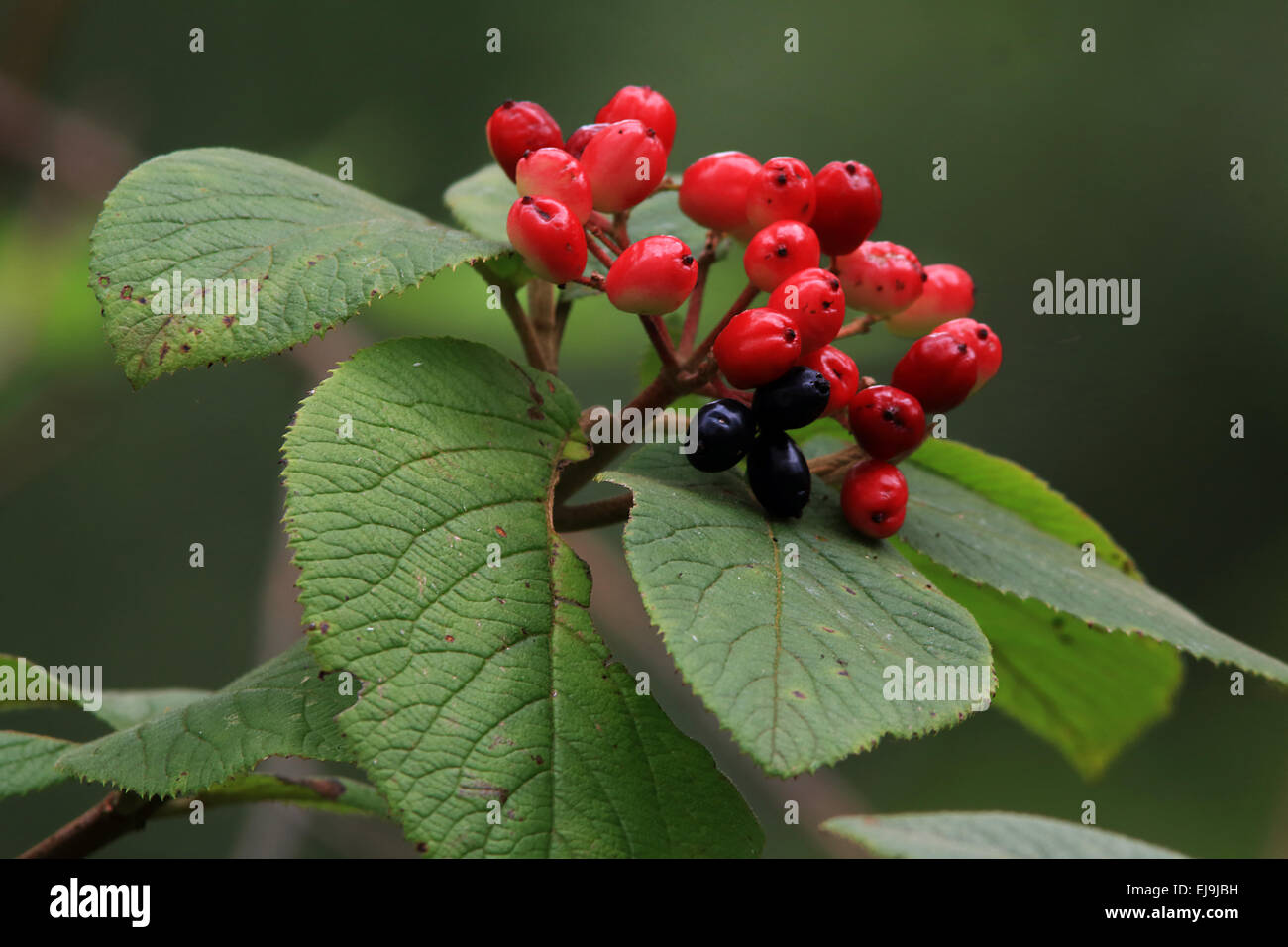 Viburnum lantana hedge hi-res stock photography and images - Alamy