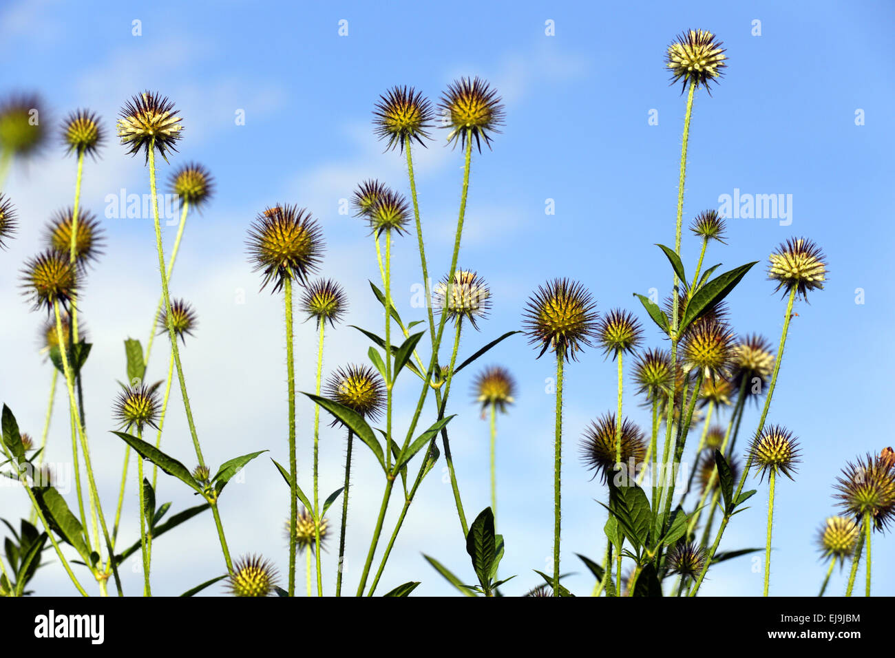 Slim teasel, Dipsacus strigosus Stock Photo - Alamy