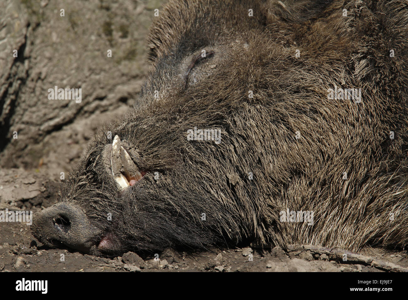 Sleeping boar hi-res stock photography and images - Alamy
