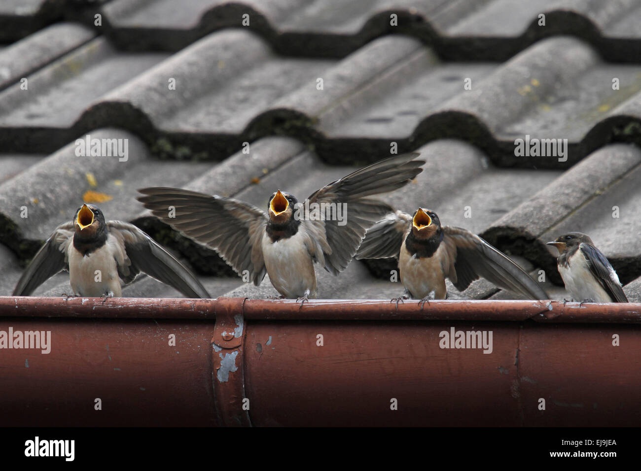 Chimney swallow hi-res stock photography and images - Alamy