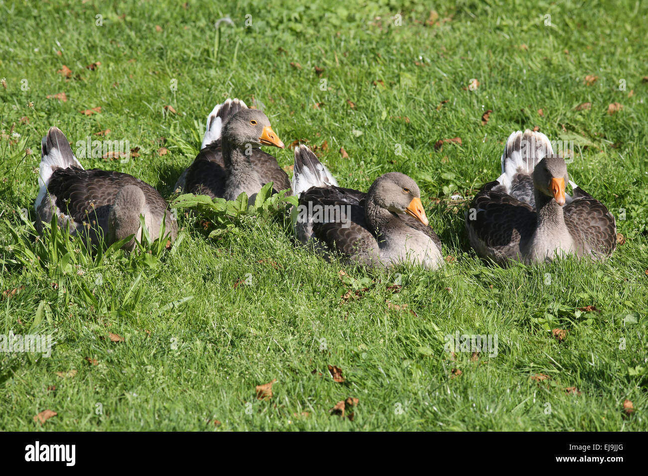 Gooses birds hi-res stock photography and images - Alamy