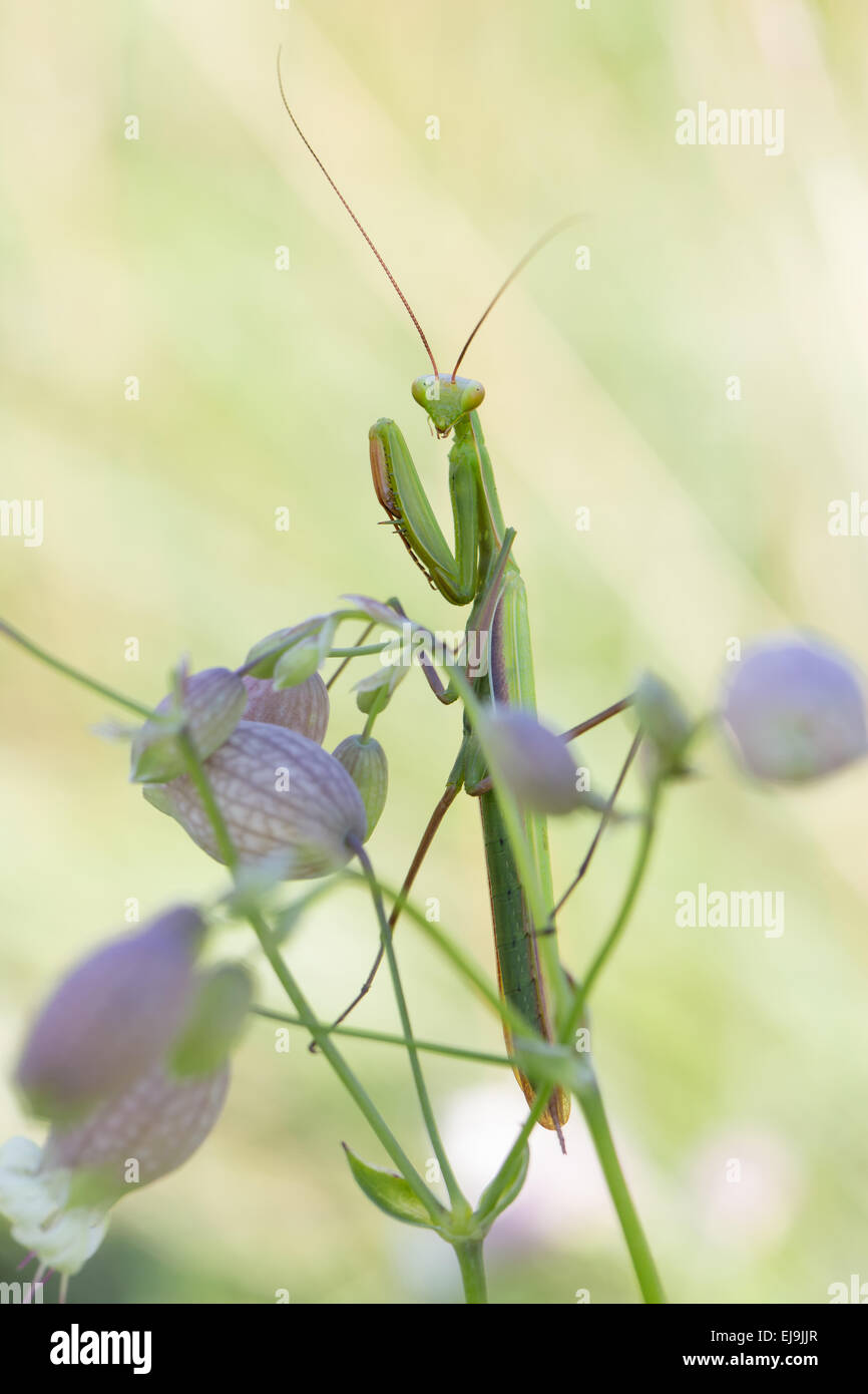Mantis makro hi-res stock photography and images - Alamy