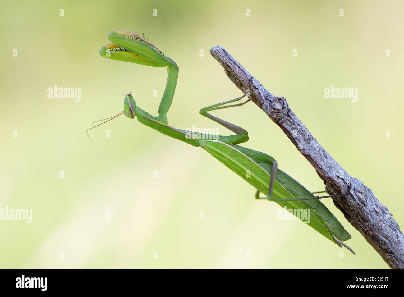 Mantis makro hi-res stock photography and images - Alamy