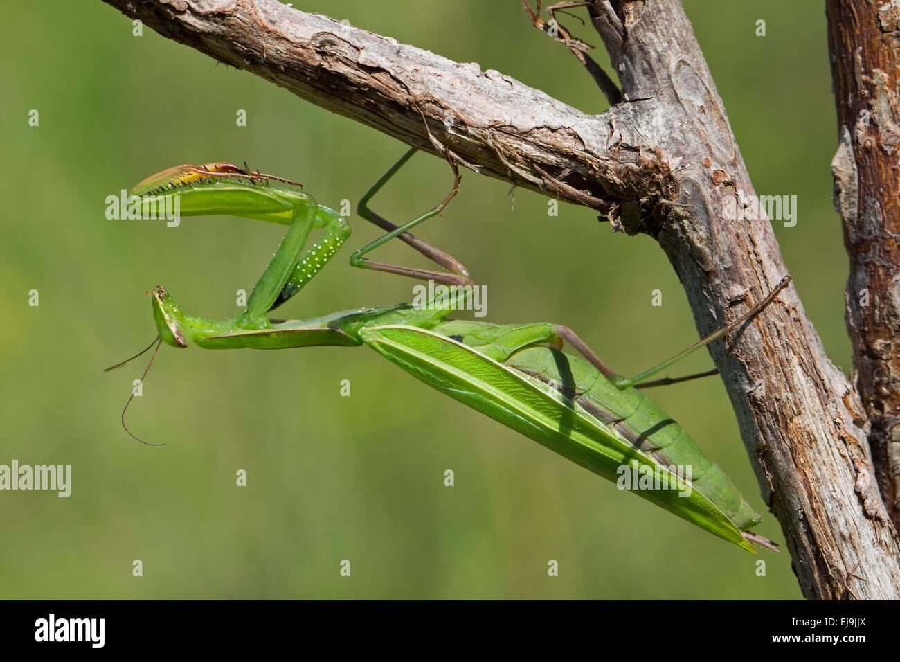 Mantis makro hi-res stock photography and images - Alamy