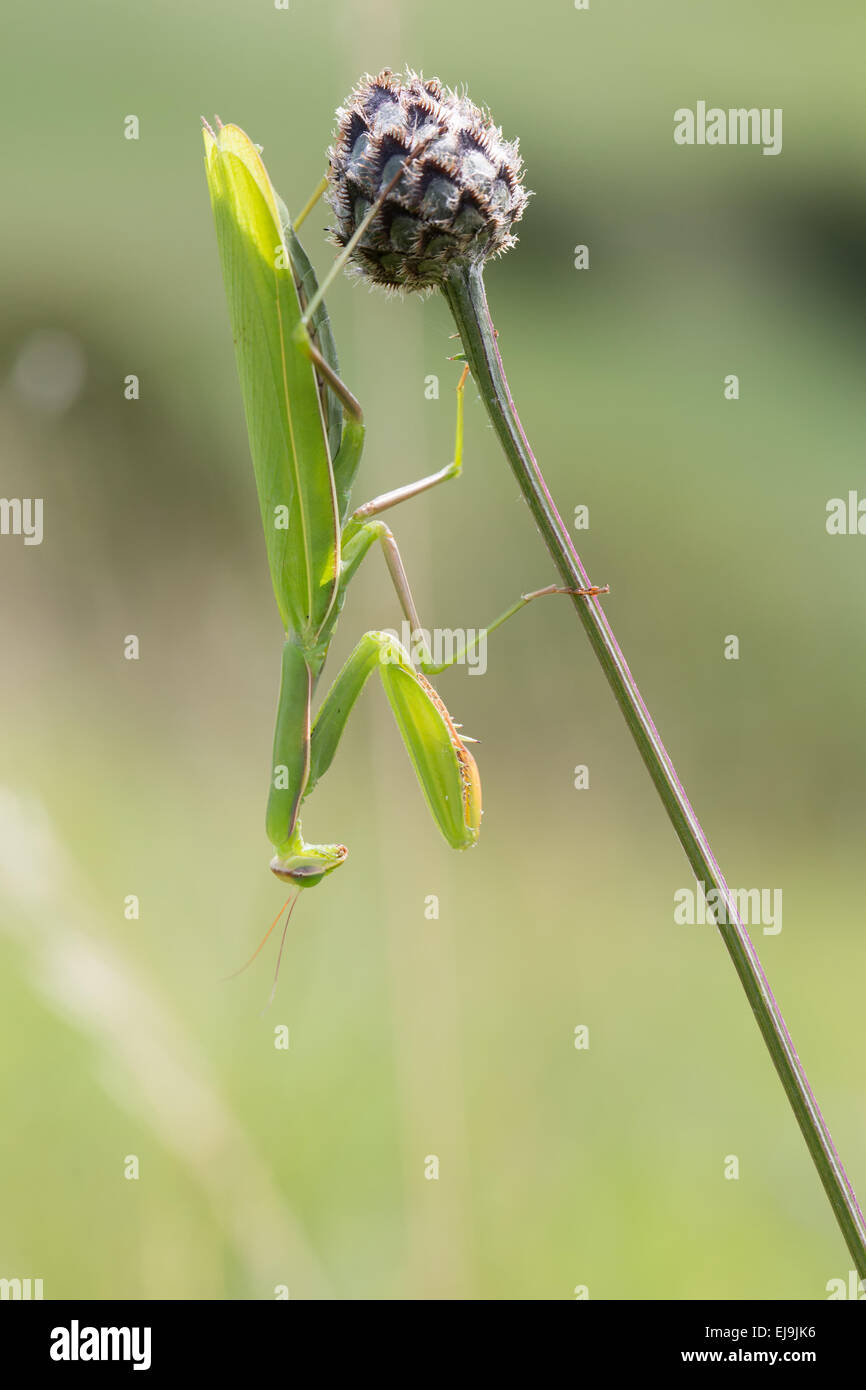 Mantis makro hi-res stock photography and images - Alamy