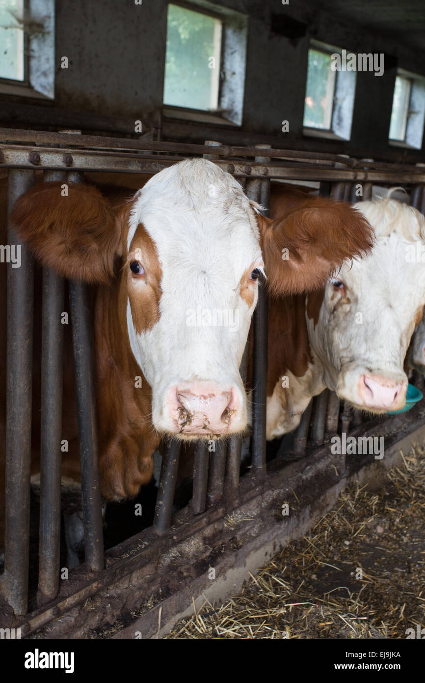 Cattle stable hi-res stock photography and images - Alamy
