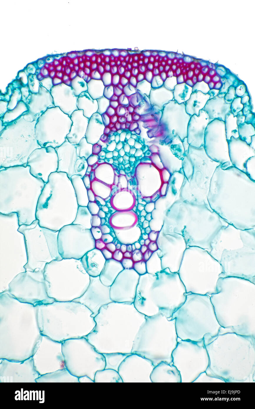 Vascular Bundle Leaf Vascular Bundle: Over 290 Royalty Free Licensable