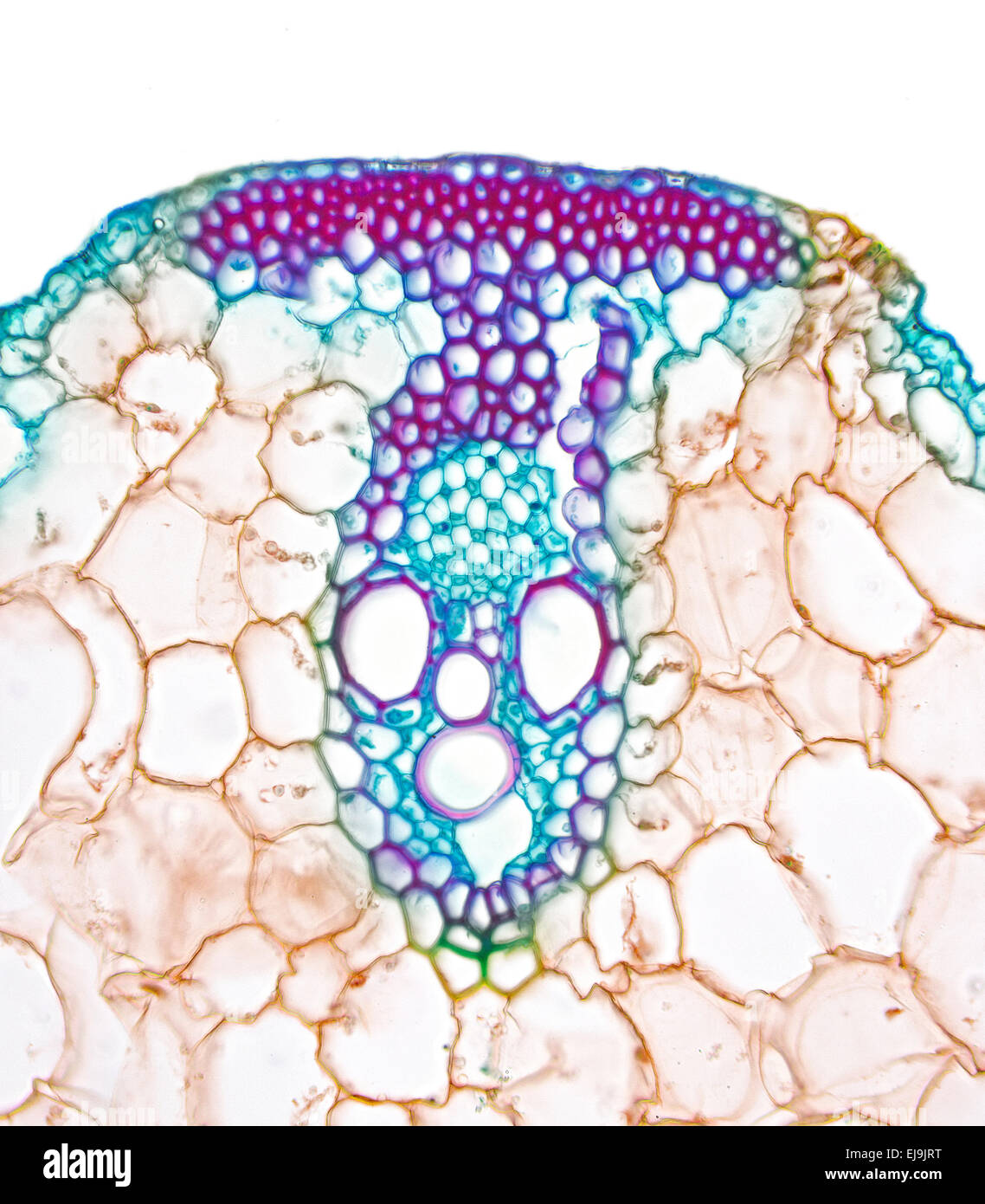 Zea sp, brightfield photomicrograph of a leaf TS., showing vascular ...