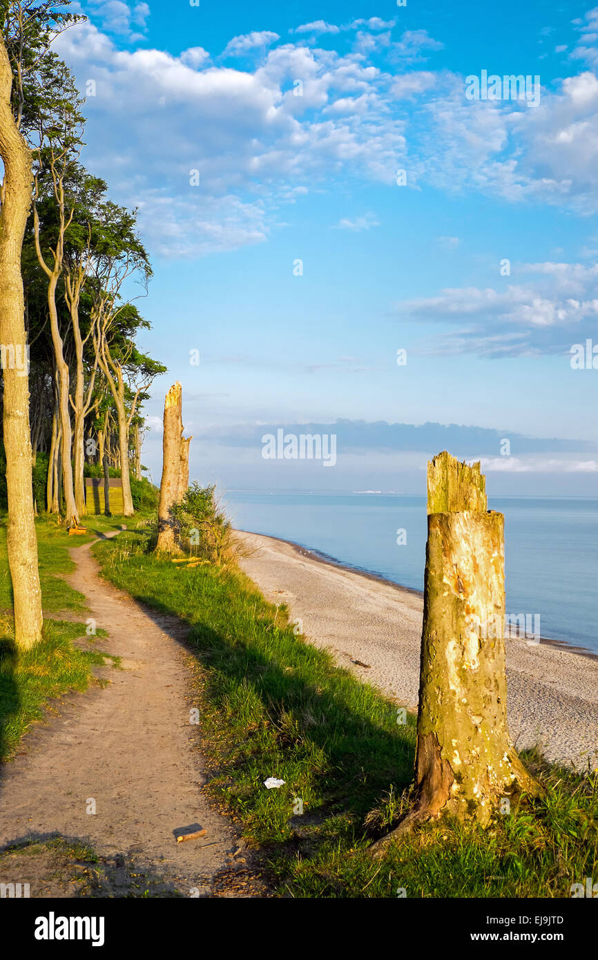 Baltic forest hi-res stock photography and images - Alamy