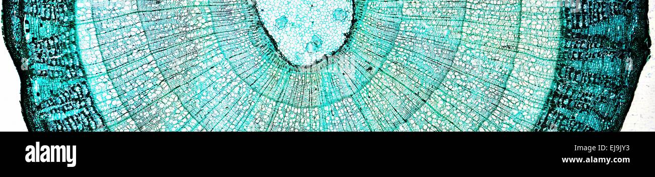 Pine Wood micrograph Stock Photo - Alamy