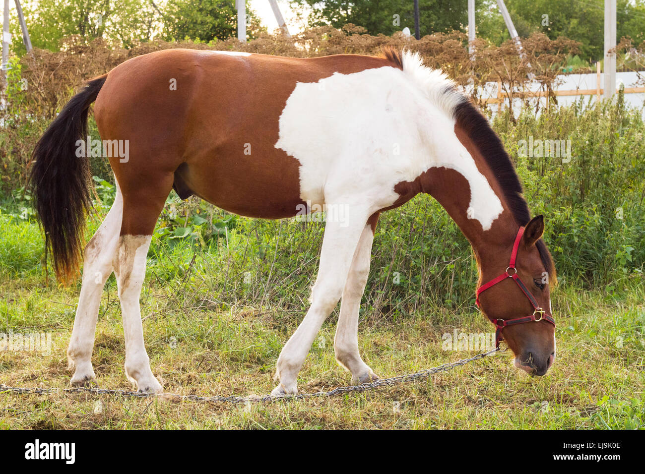 Pony horse head front view hi-res stock photography and images - Alamy