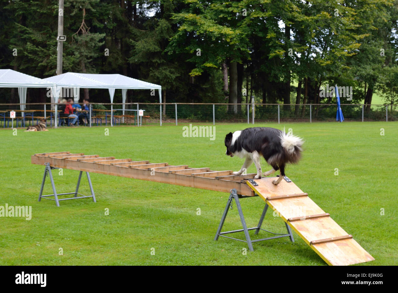 Border collie breed rescue hi-res stock photography and images - Alamy