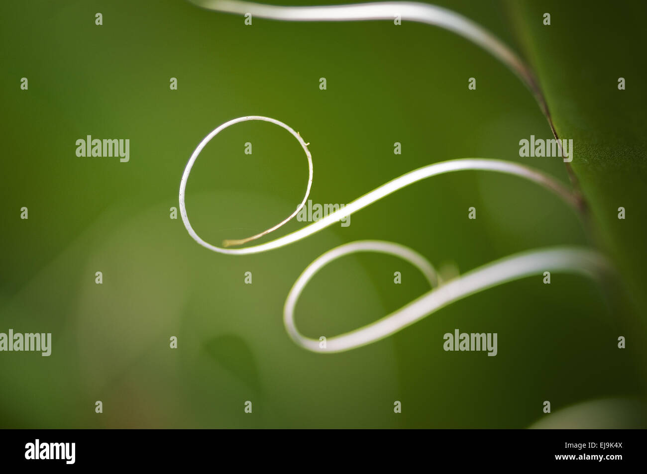 rings of fibres on plant macro Stock Photo - Alamy
