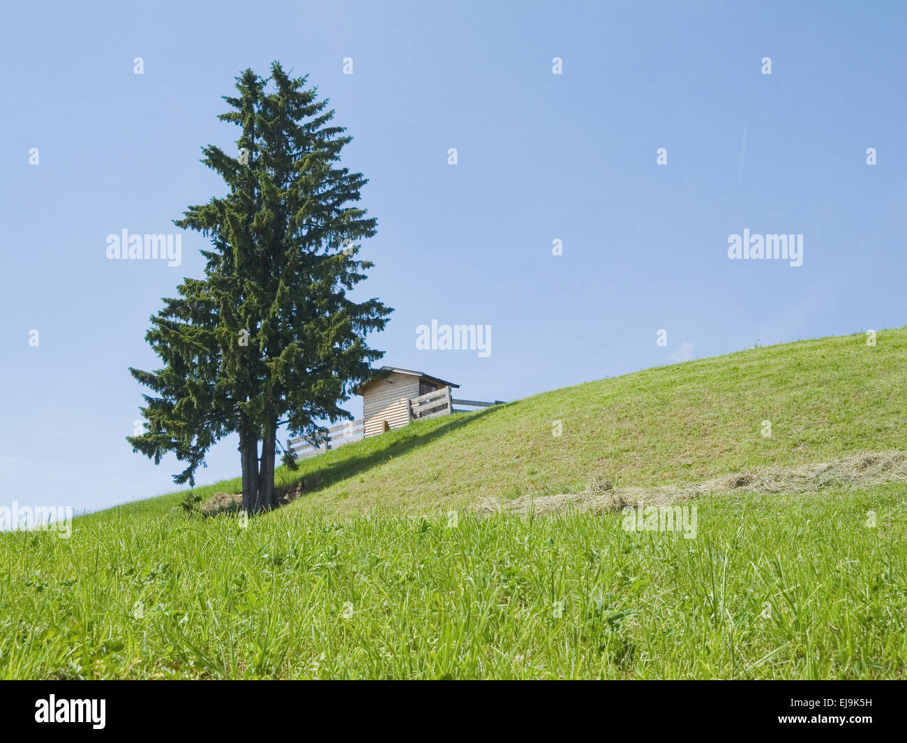 Slant tree hi-res stock photography and images - Alamy