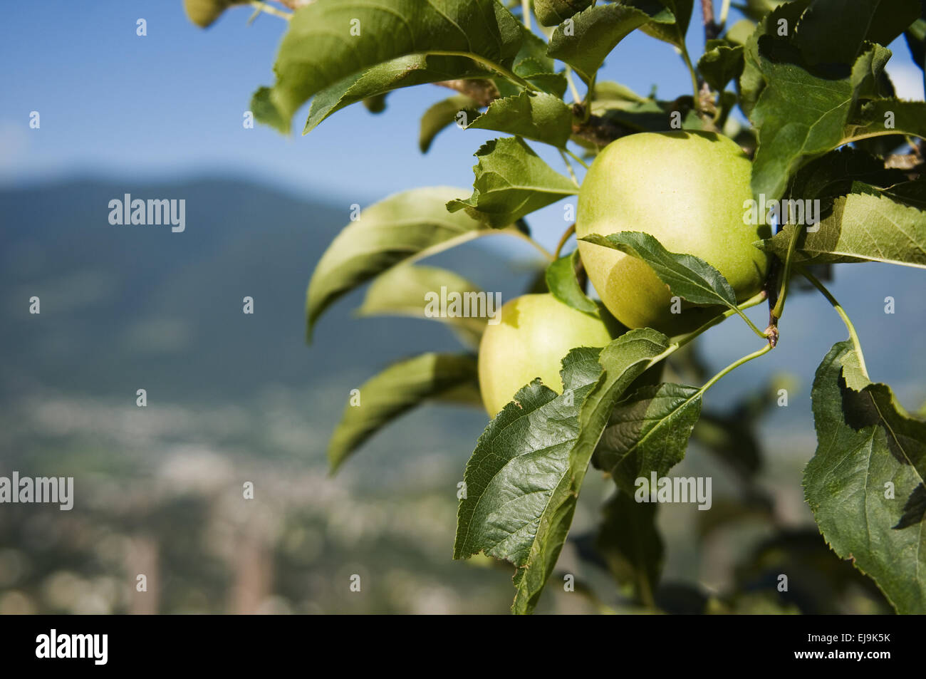 two apples on tree Stock Photo - Alamy