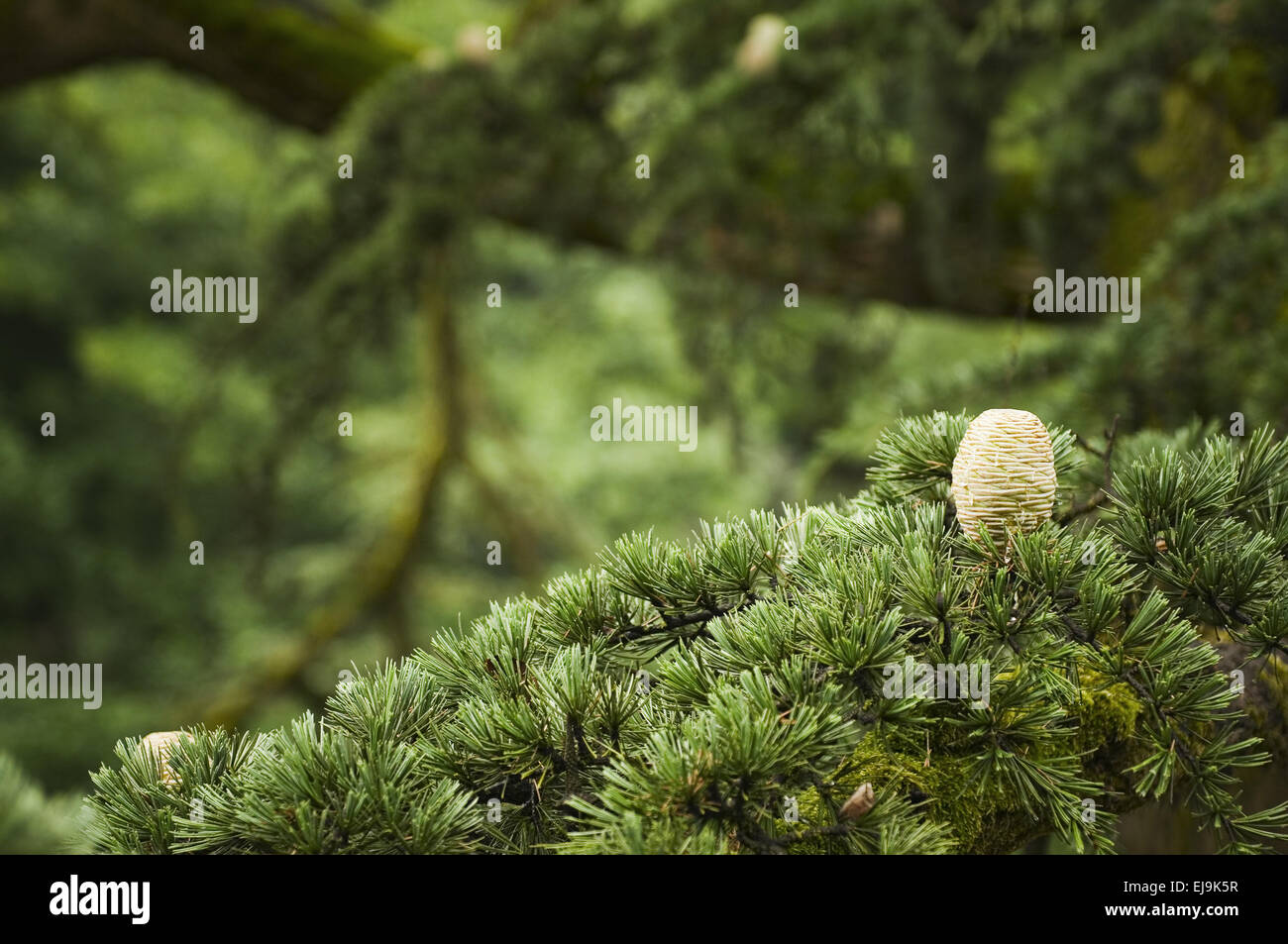 single cone of cedar Stock Photo - Alamy