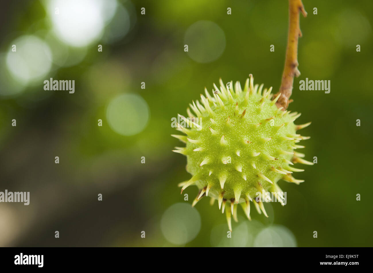 Spiny fruit hi-res stock photography and images - Alamy