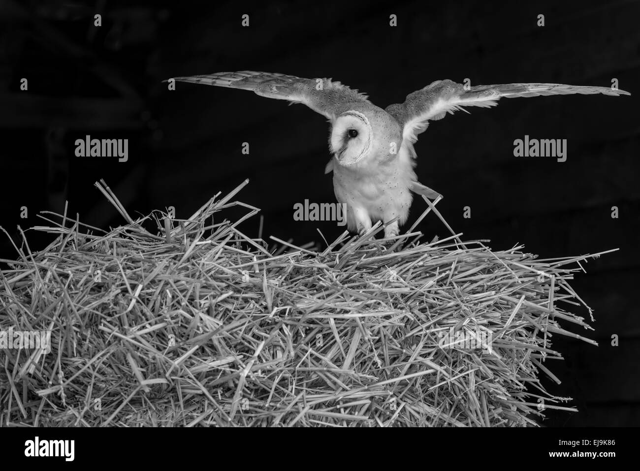 Dead owl Black and White Stock Photos & Images - Alamy