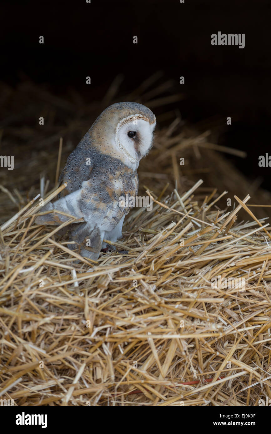 Barn owl tyto alba dead hi-res stock photography and images - Alamy