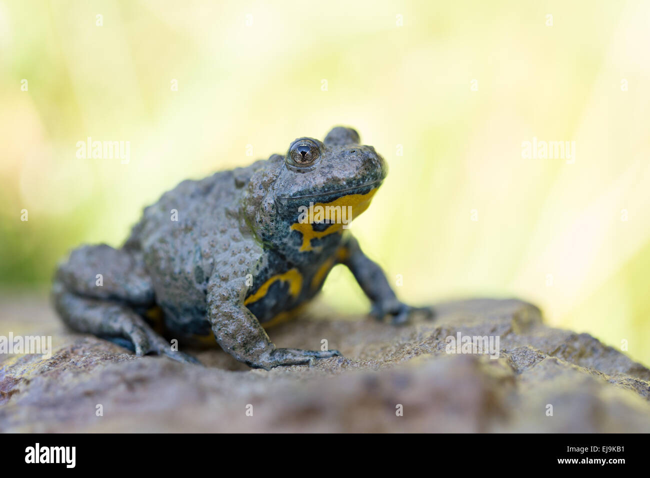 Yellow toad hi-res stock photography and images - Alamy