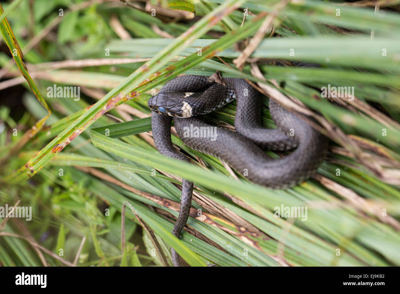 Snake ring hi-res stock photography and images - Alamy