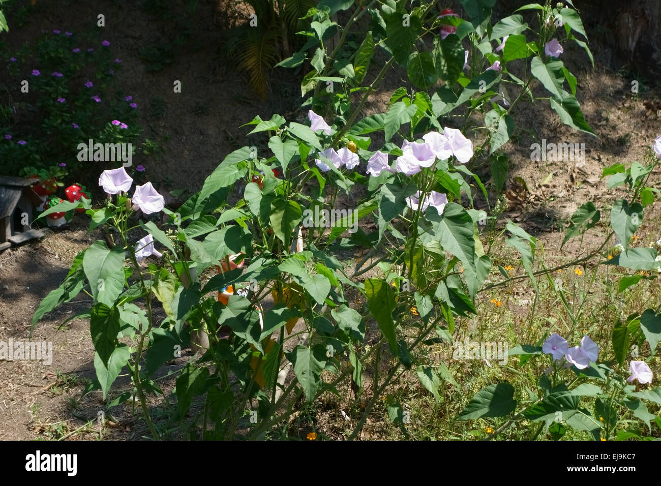 Bush morning glory or pink morning glory, Ipomoea carnea, in flower ...