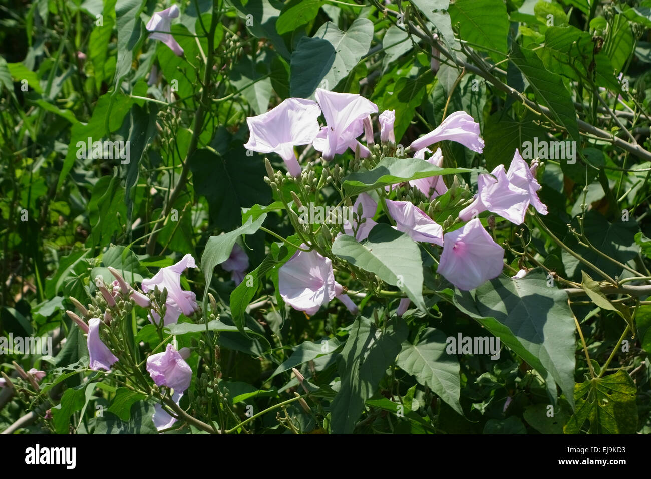 Bush morning glory or pink morning glory, Ipomoea carnea, in flower ...