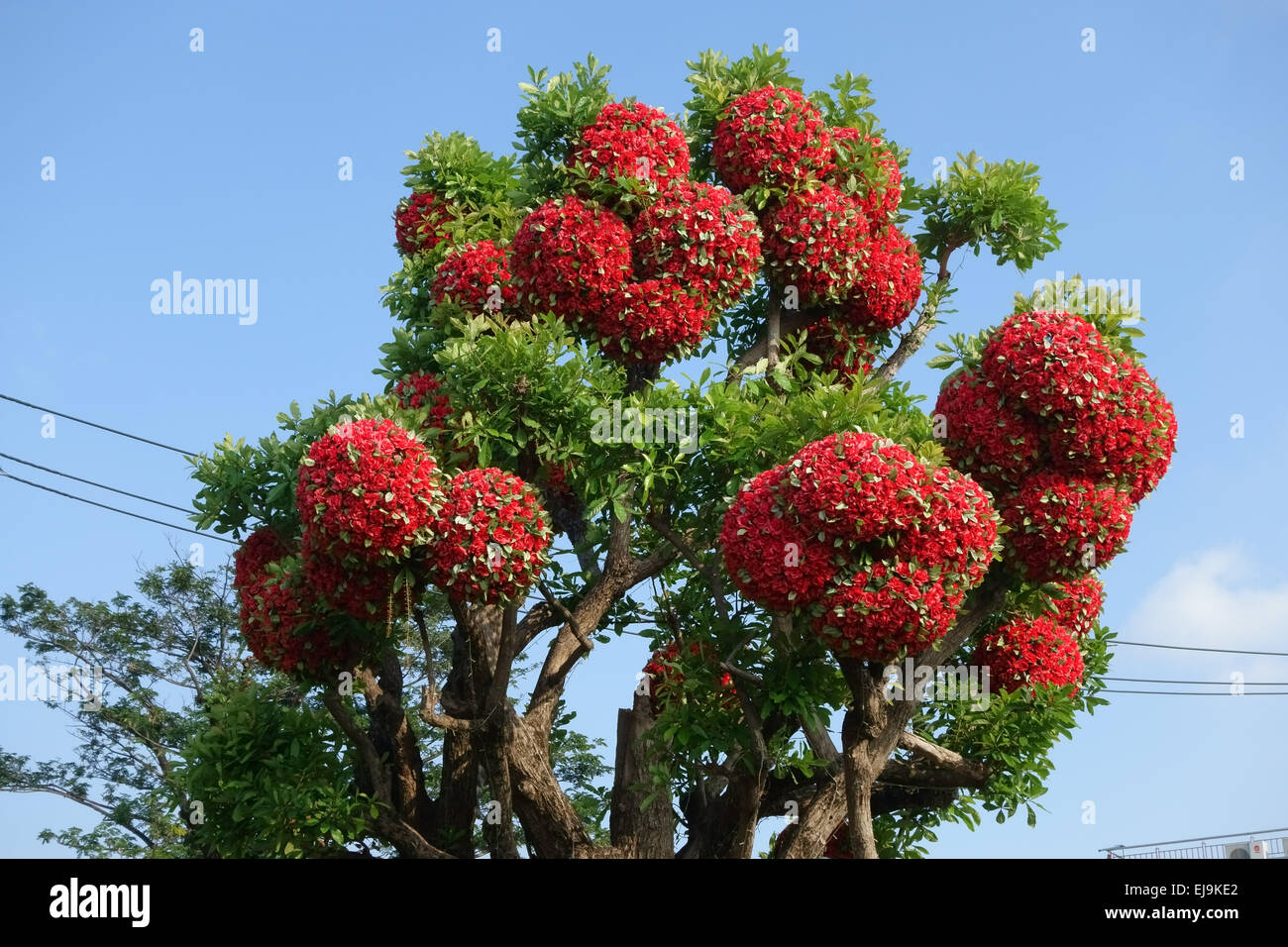 False red paper flowers decorating a real tree, Nonthaburi, Thailand ...