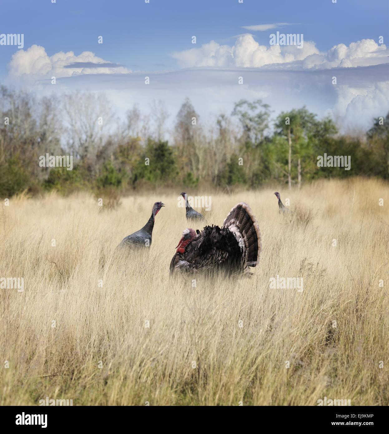 Turkeys hi-res stock photography and images - Alamy