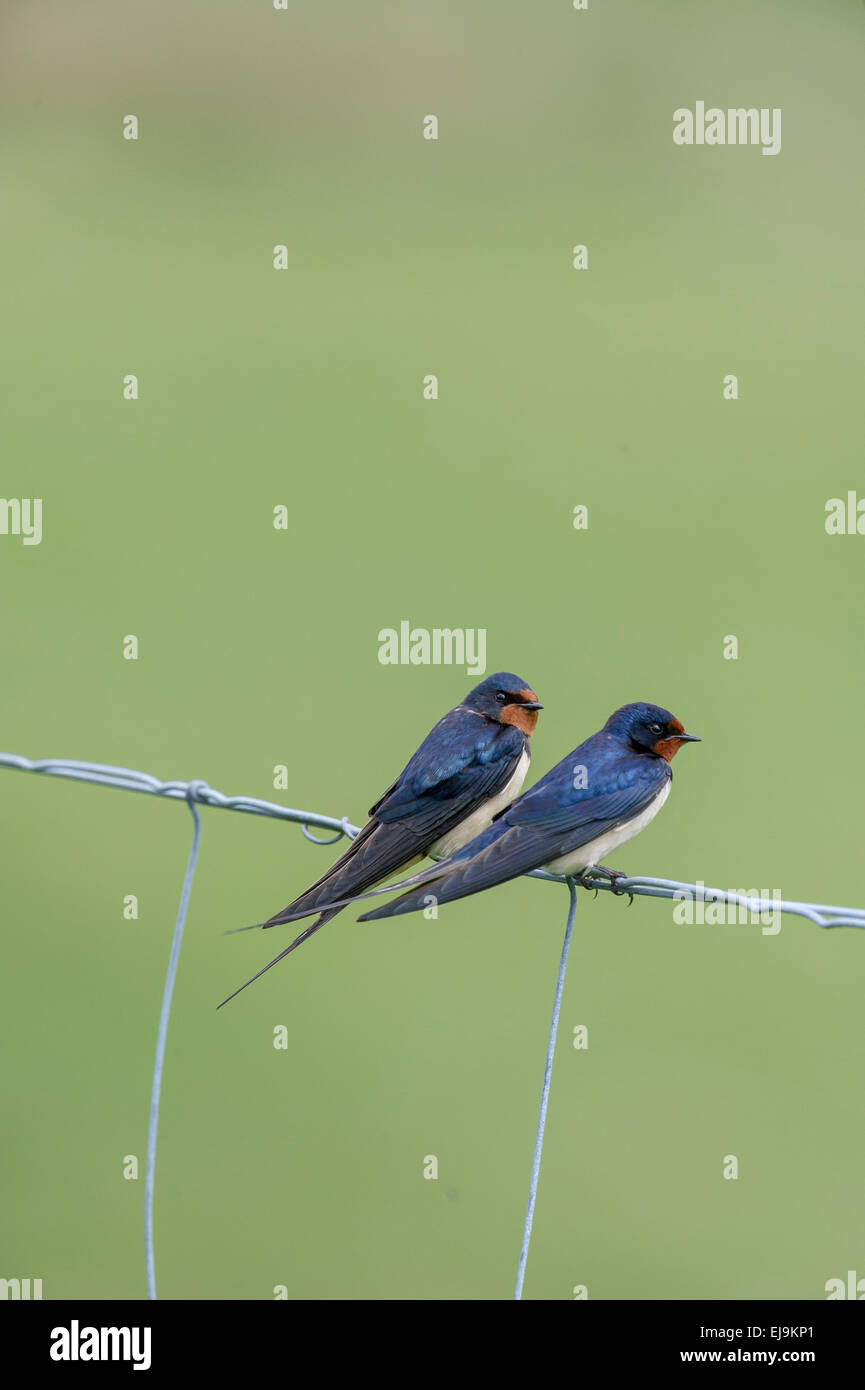 Barn Swallows on a wire fence during courtship Stock Photo - Alamy