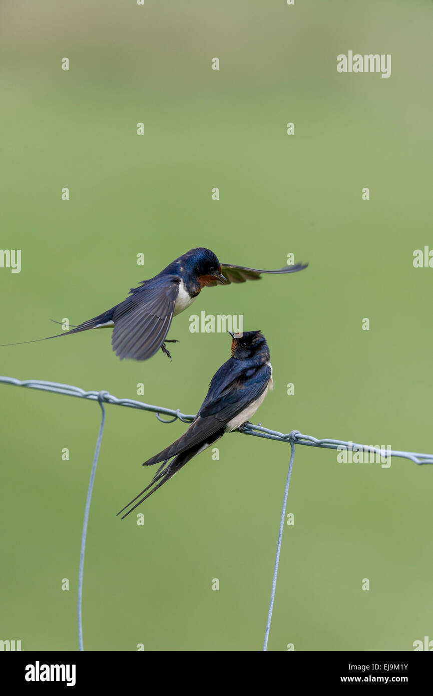 Mating swallows hi-res stock photography and images - Alamy