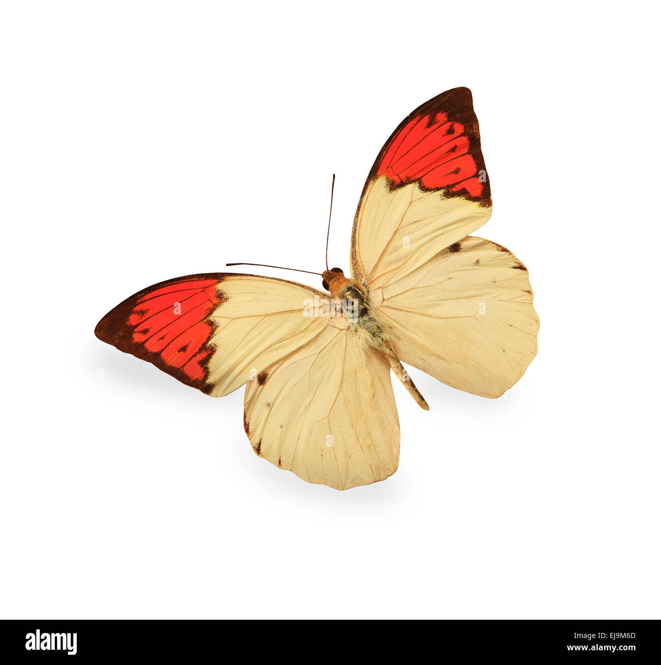 White spots on red hi-res stock photography and images - Alamy