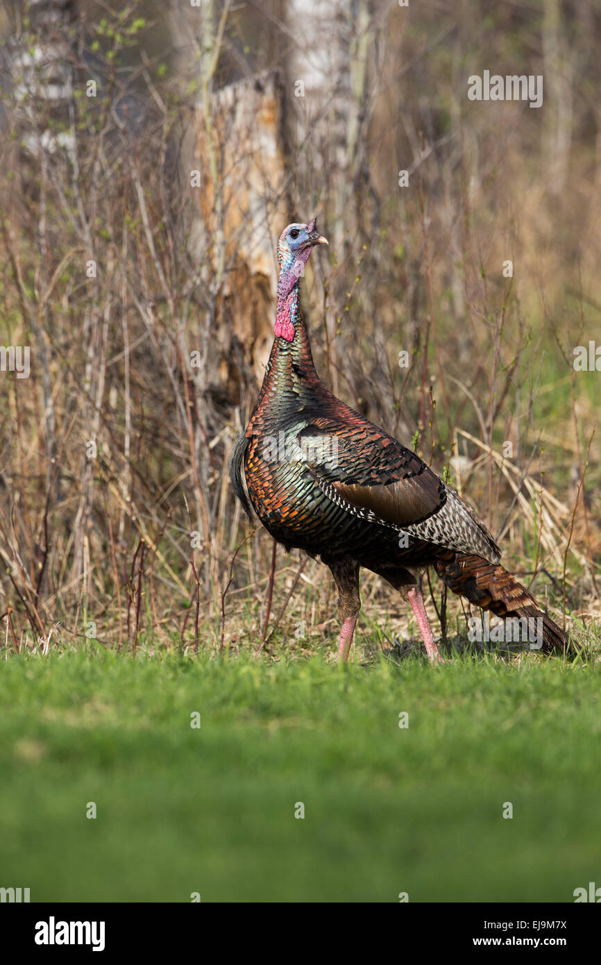 Eastern wild turkey - male Stock Photo - Alamy