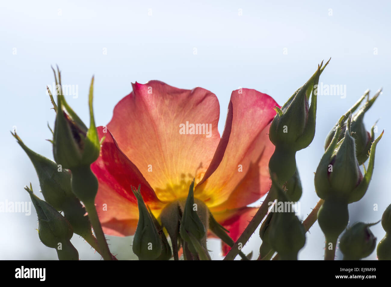 Rosenzuechter hi-res stock photography and images - Alamy