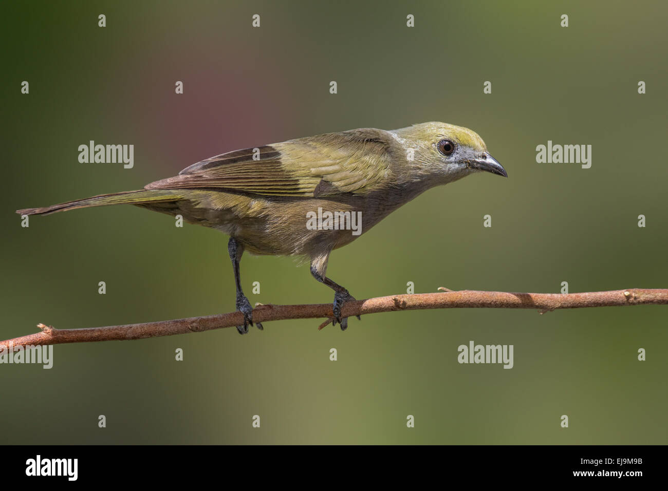 Palm tanager hi-res stock photography and images - Alamy