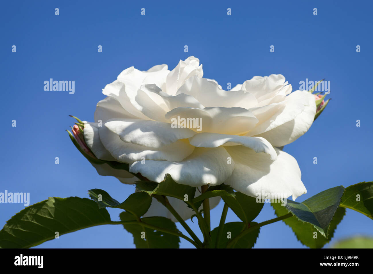 White rose flower Stock Photo - Alamy