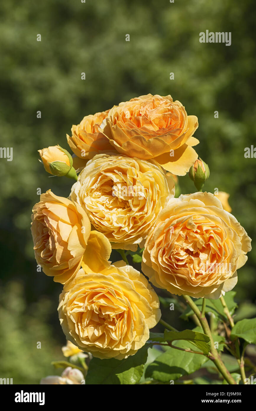 Orange-yellow rose flowers Stock Photo - Alamy