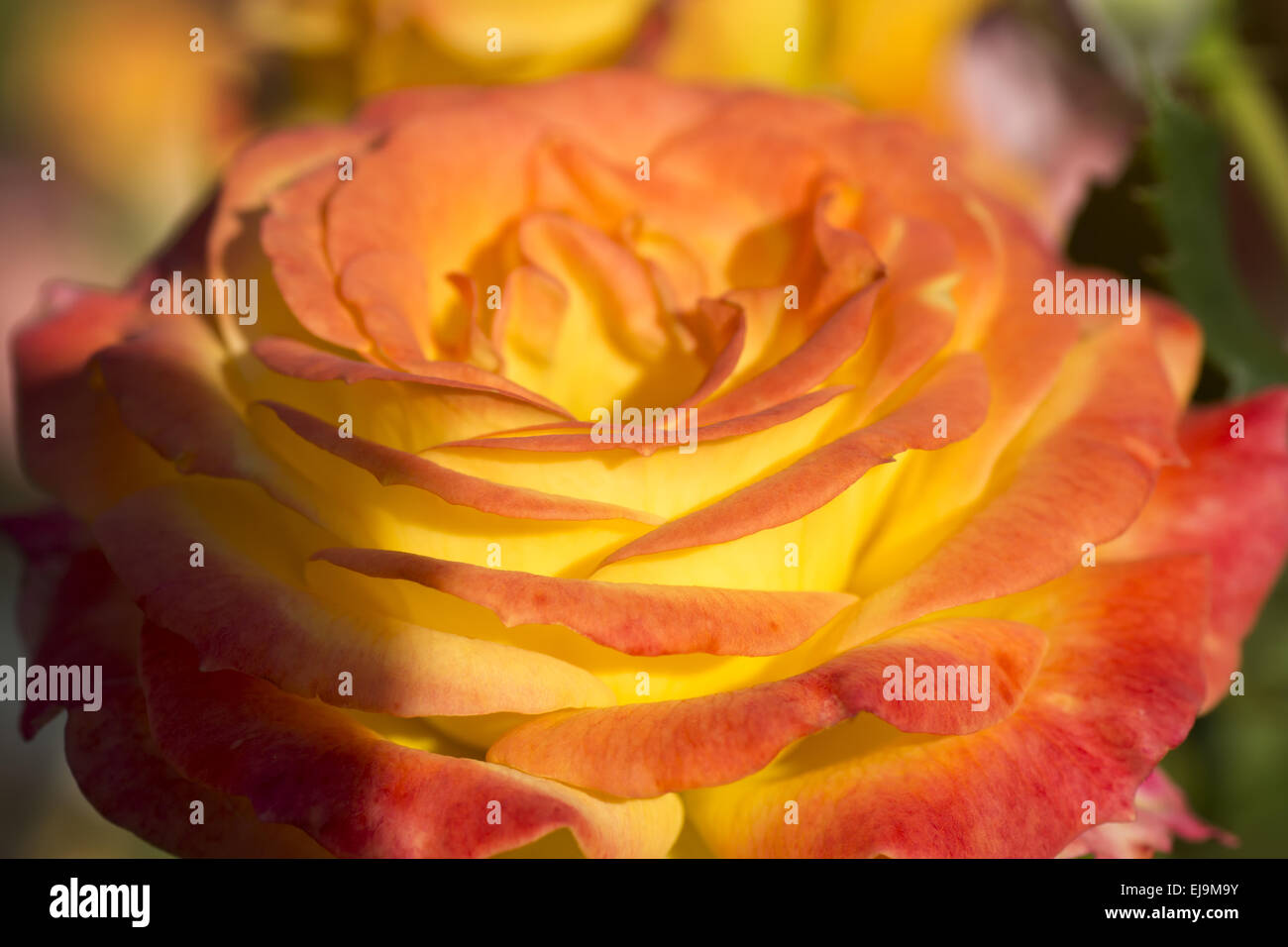 Red-yellow rose flower Stock Photo - Alamy