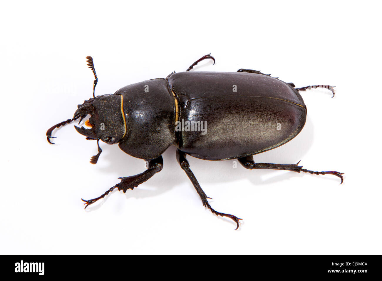 Female Stag Beetle Stock Photo - Alamy Female Stag Beetle Stock Photo - Alamy
