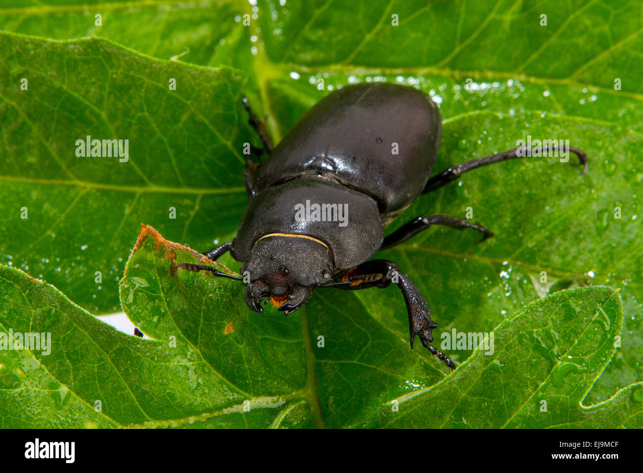 Closeup of common stag beetle female Stock Photo - Alamy