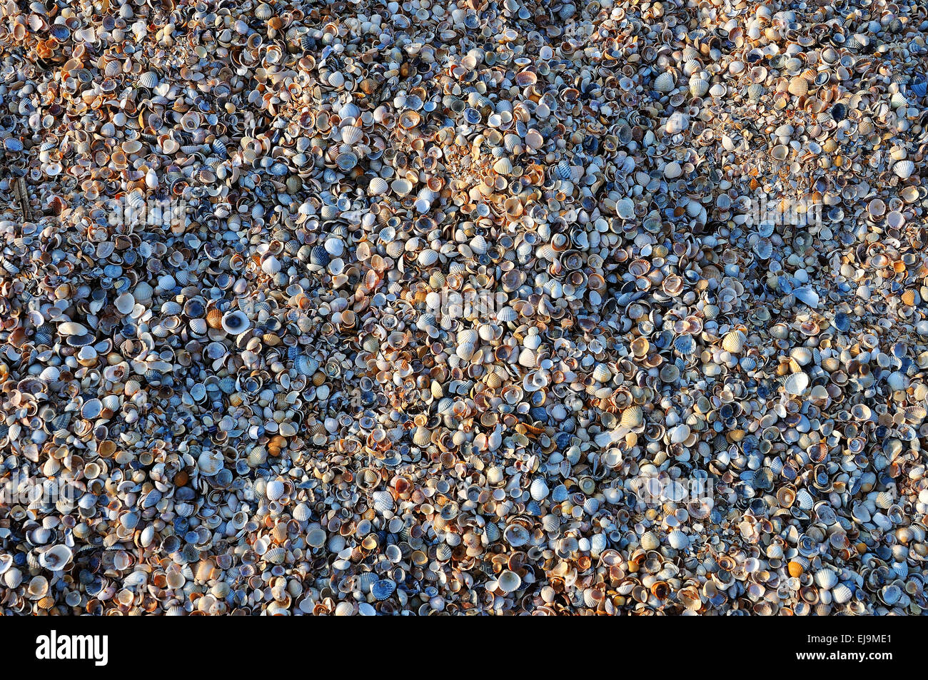 Small shells hi-res stock photography and images - Alamy
