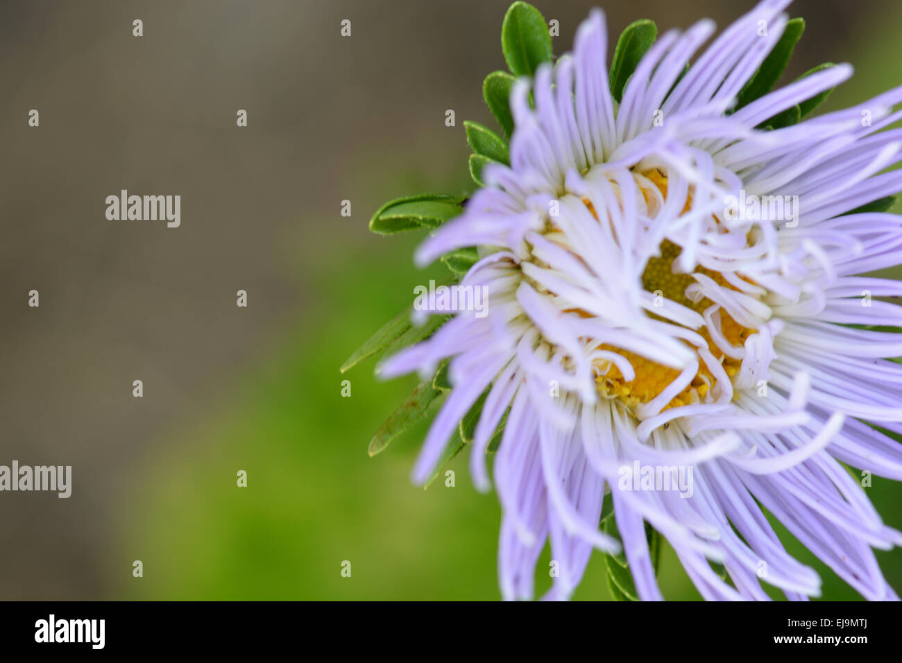 macro blue flower Stock Photo - Alamy