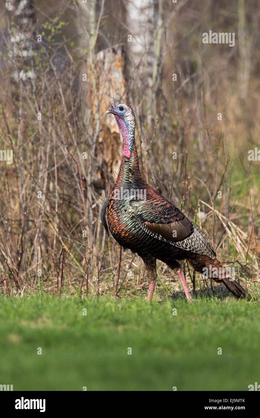 Eastern wild turkey - male Stock Photo - Alamy